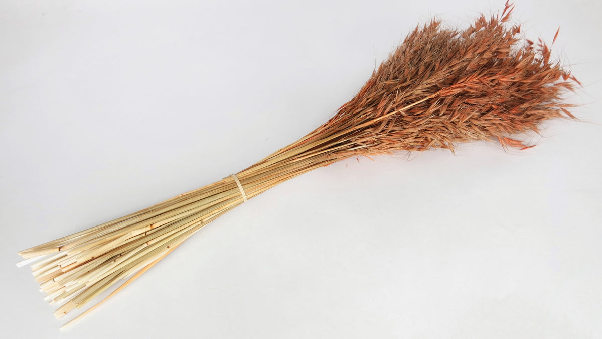 Wild Hafer getrocknet - 1 Bund - Terracotta – Si-nature