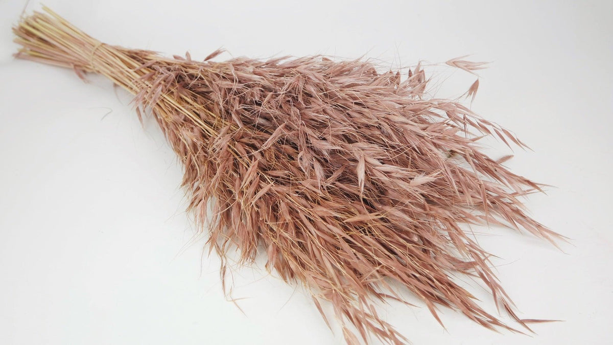 Wild Hafer getrocknet - 1 Bund - Blush – Si-nature